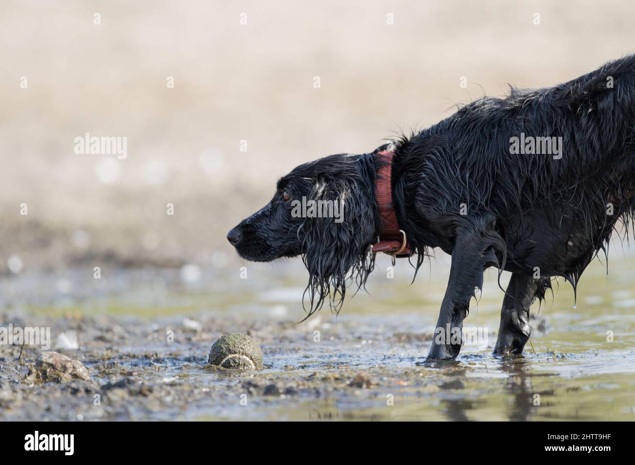 Playing in the mud hi-res stock photography and images - Alamy