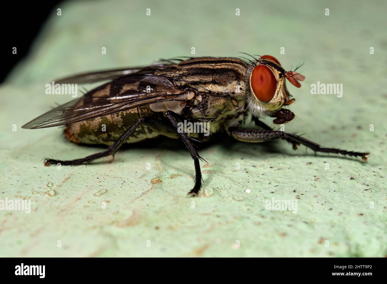 Adult Flesh Fly of the Family Sarcophagidae Stock Photo - Alamy
