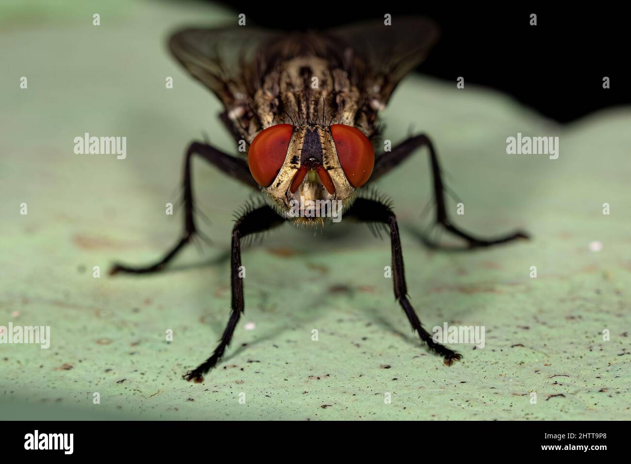 Adult Flesh Fly of the Family Sarcophagidae Stock Photo - Alamy