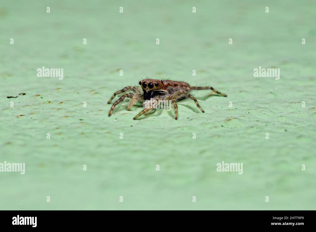 Small Gray Wall Jumping Spider of the species Menemerus bivittatus ...