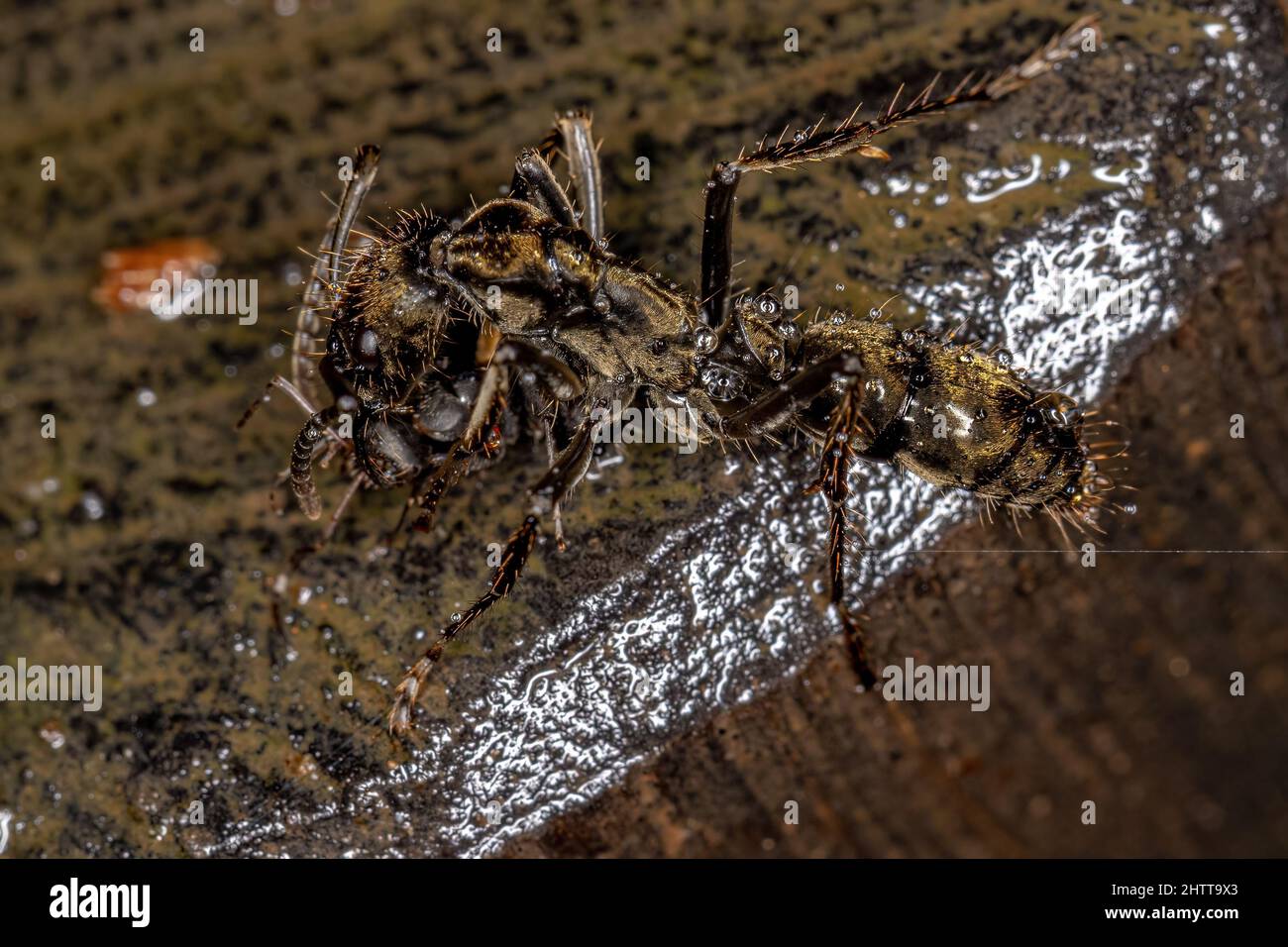 Adult Female Ponerine Ant of the of the Genus Neoponera preying on an ...