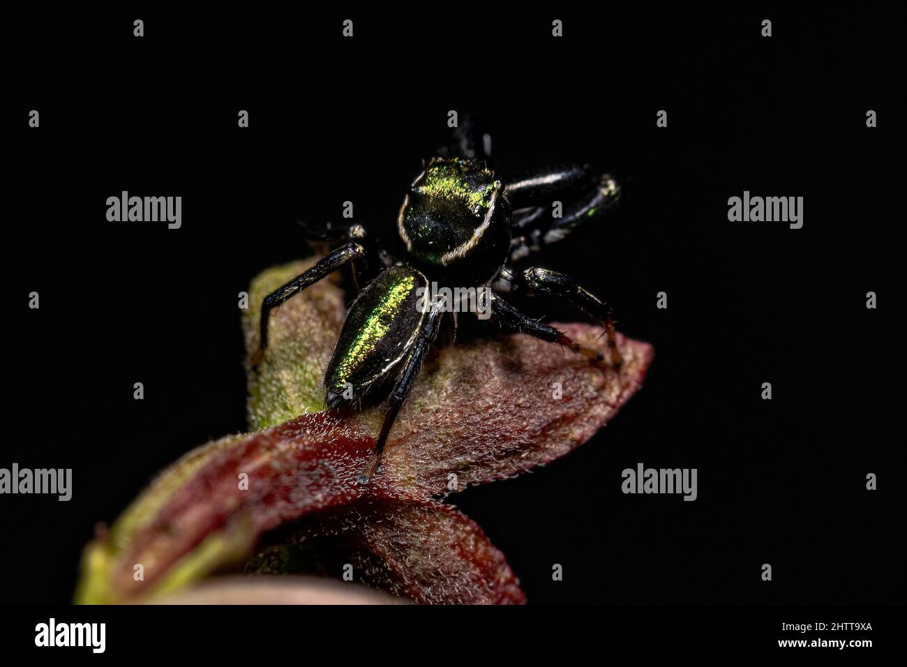 Adult Male Jumping Spider of the Genus Messua Stock Photo - Alamy