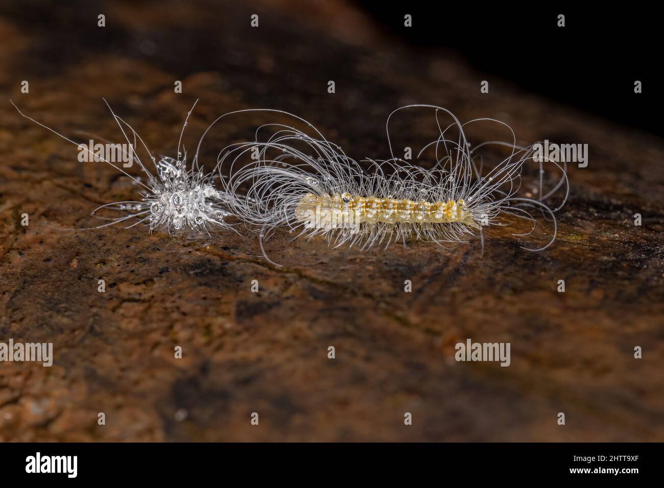 small moth larva of the Order Lepidoptera Stock Photo - Alamy