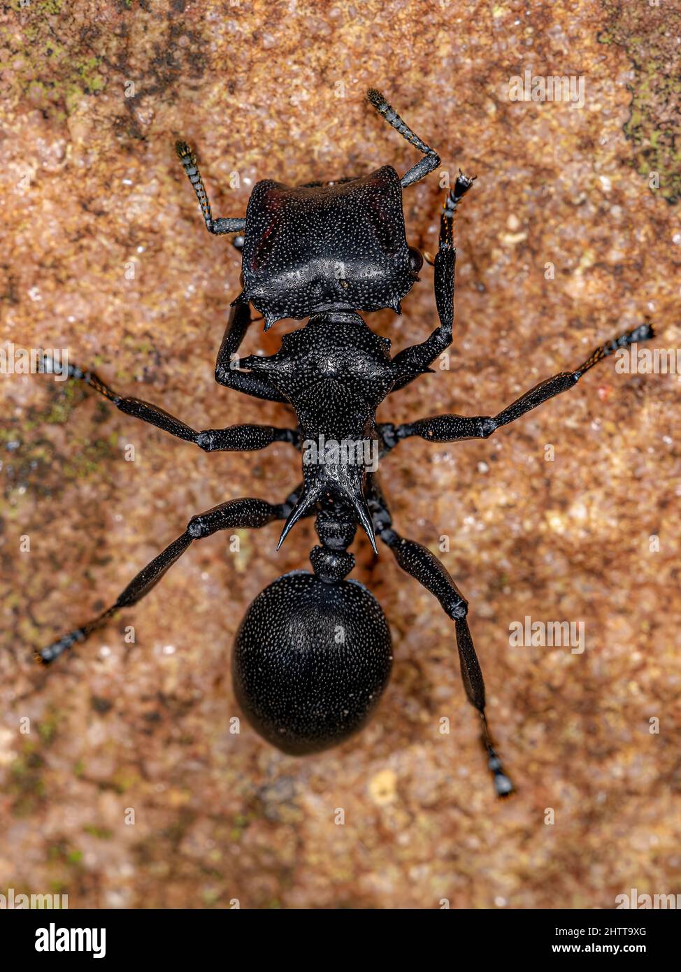 Adult Female Giant Turtle Ant of the species Cephalotes atratus Stock ...