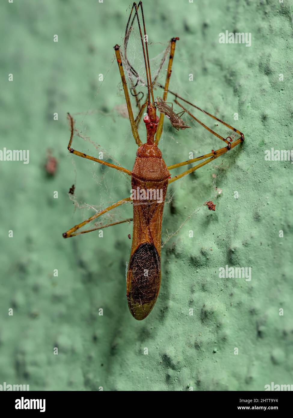 Dead Adult Assassin Bug of the Tribe Harpactorini Stock Photo - Alamy