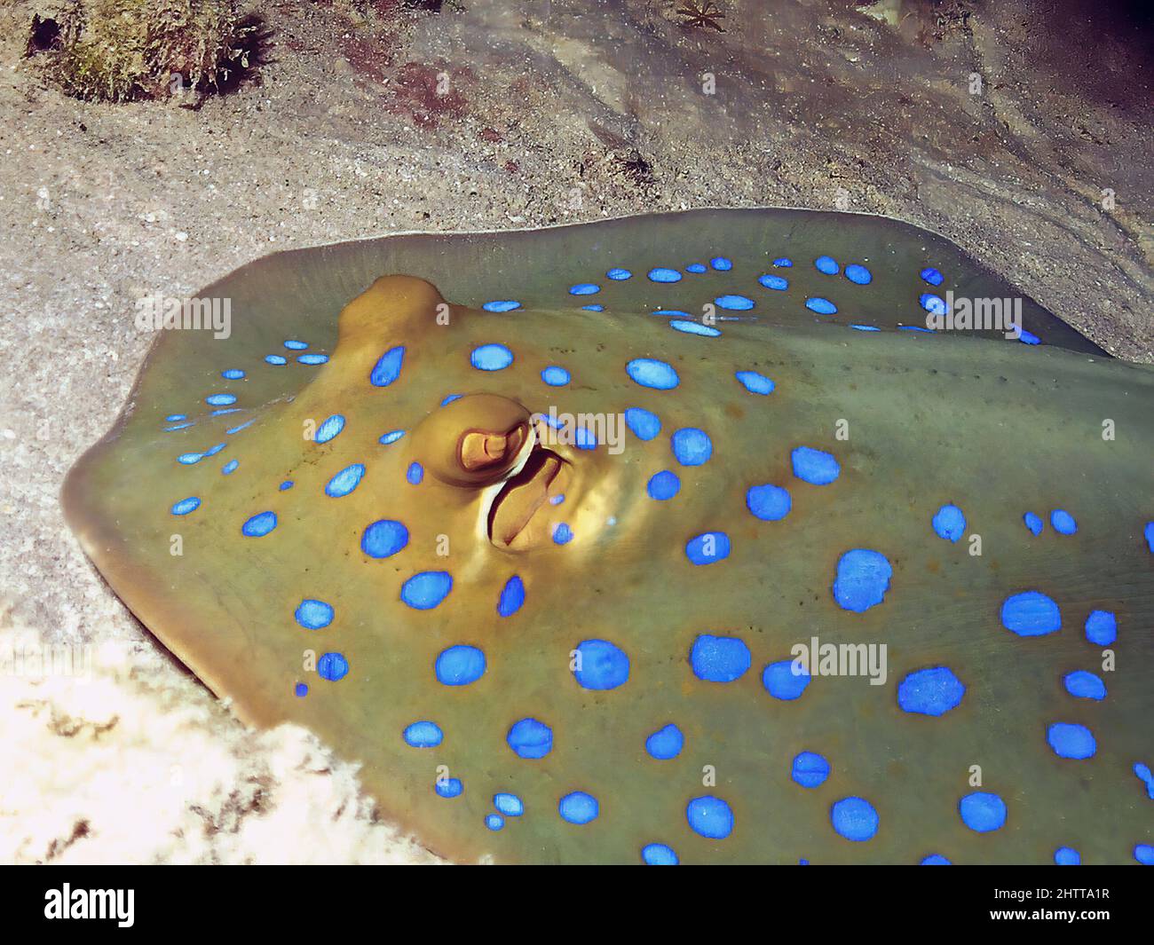 A Bluespotted Ribbontail Ray (Taeniura lymma) in the Red Sea, Egypt ...