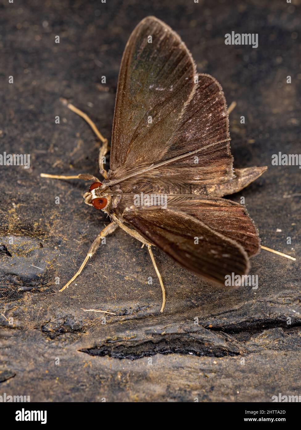 Adult Moth Insect of the order lepidoptera Stock Photo - Alamy