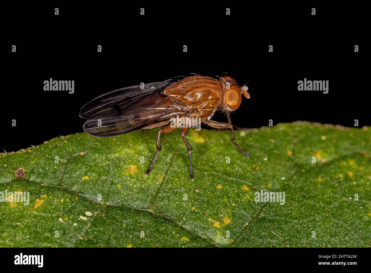 Adult Acalyptrate Fly of the Zoosubsection Acalyptratae Stock Photo - Alamy