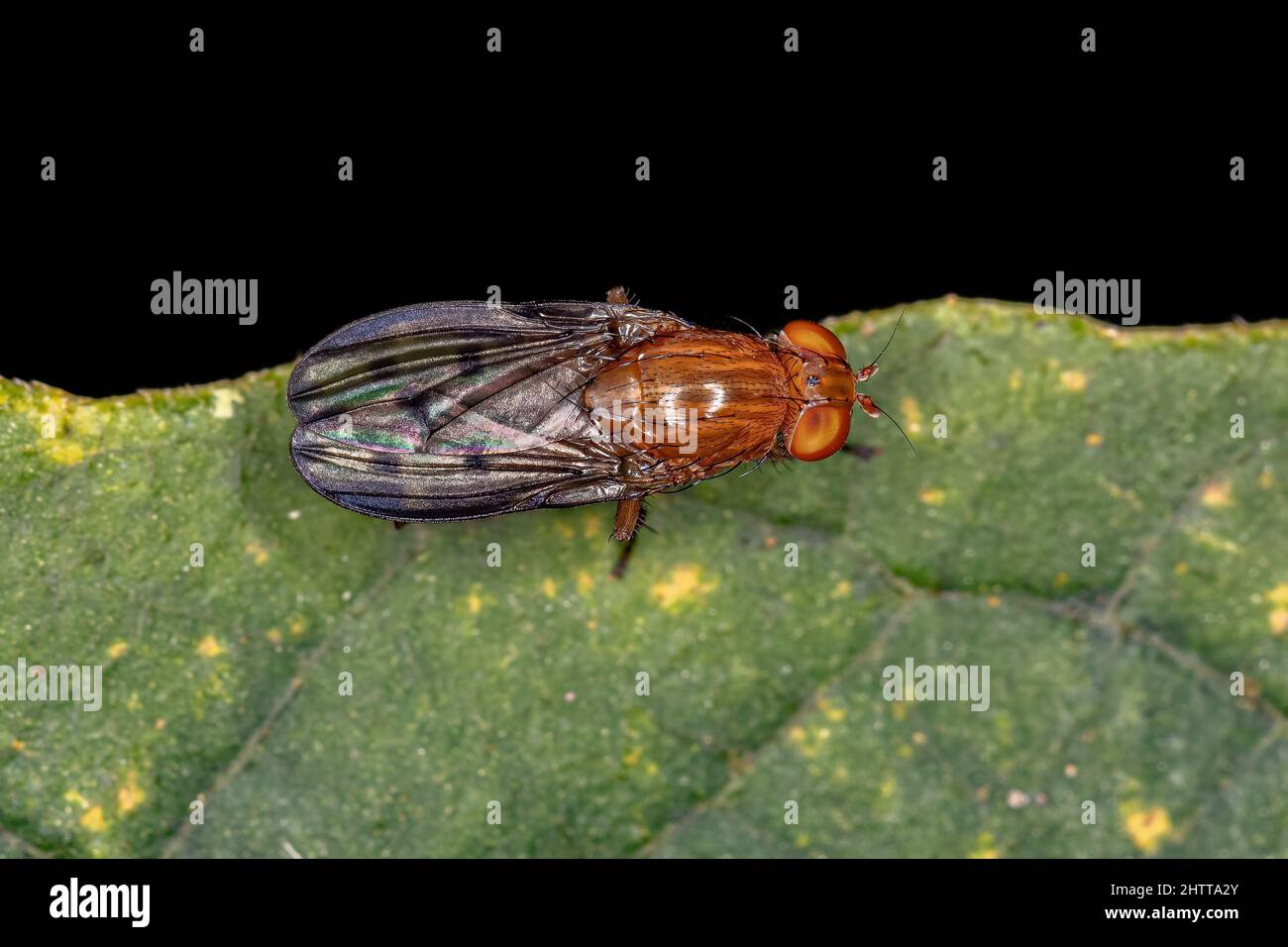 Acalyptratae diptera fly hi-res stock photography and images - Alamy