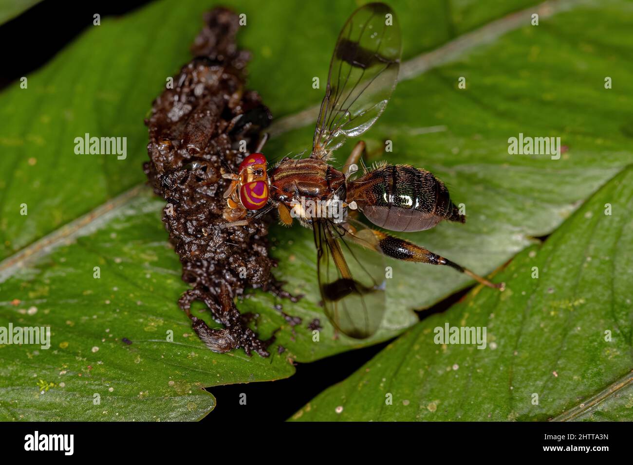 Adult Signal Fly of the Family Richardiidae Stock Photo - Alamy