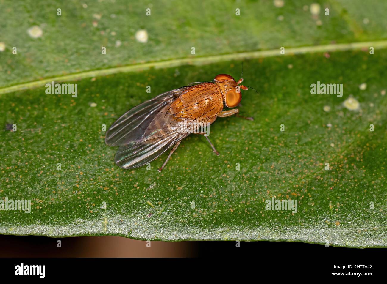 Adult Acalyptrate Fly of the Zoosubsection Acalyptratae Stock Photo - Alamy