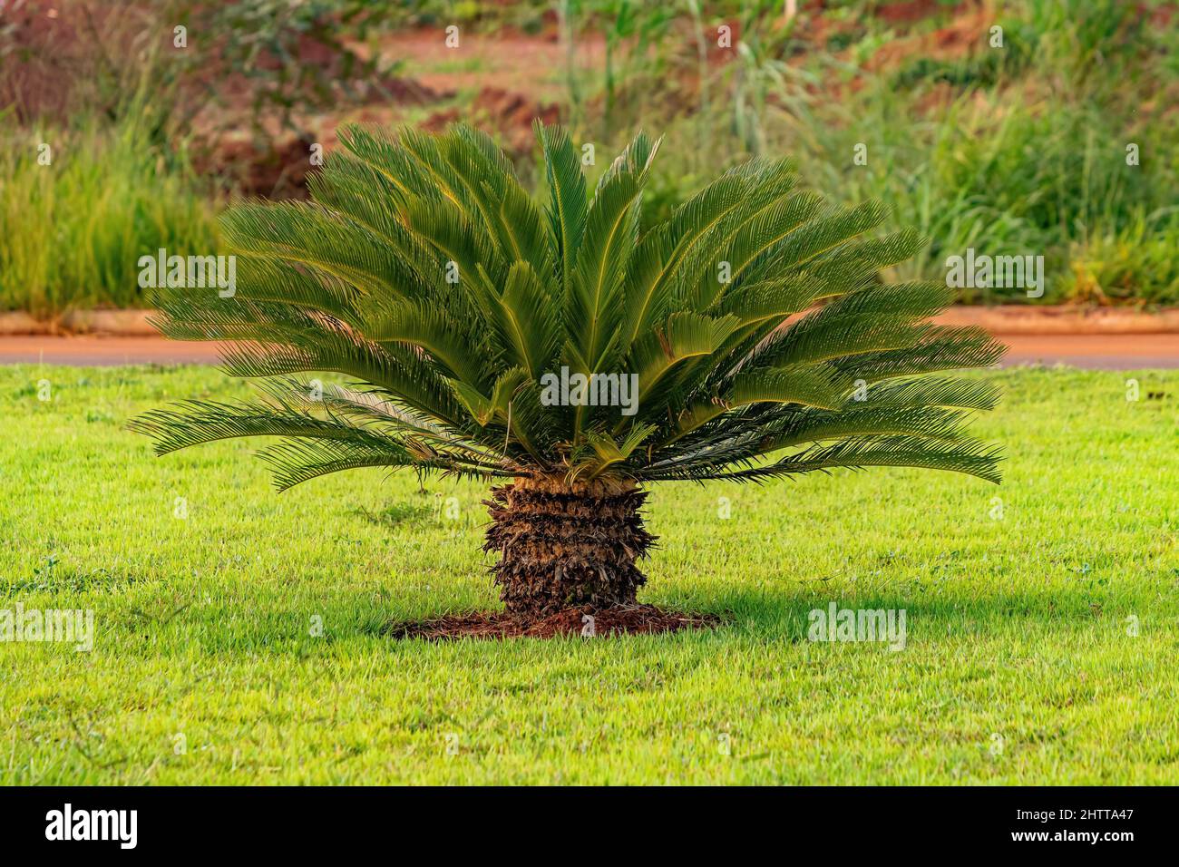 Green Cycad Plant of the Genus Cycas Stock Photo - Alamy