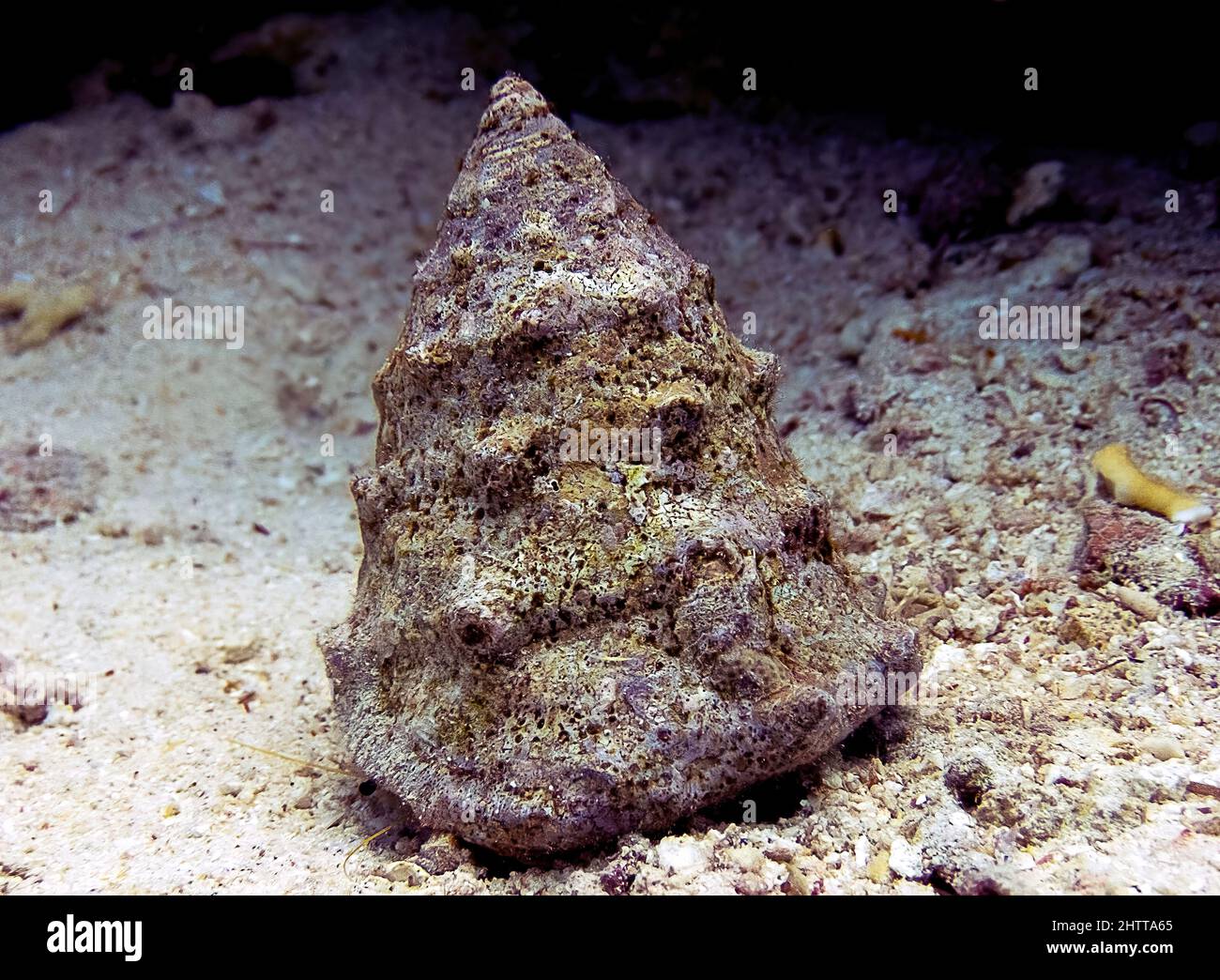 The Red Sea Top-Shell (Tectus dentatus) in the Red Sea, Egypt Stock ...