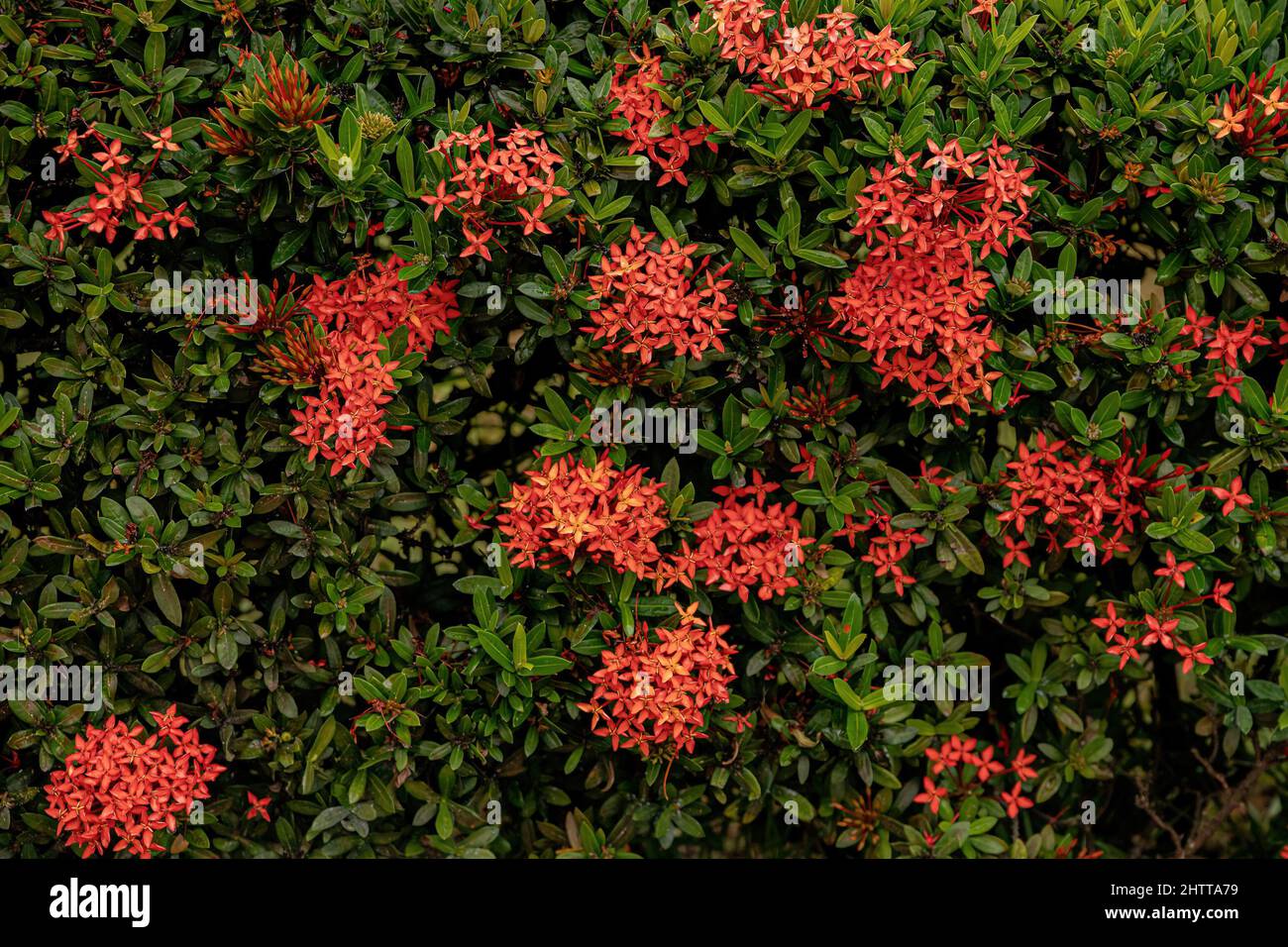Chinese Ixora Plant Flower of the species Ixora chinensis Stock Photo ...