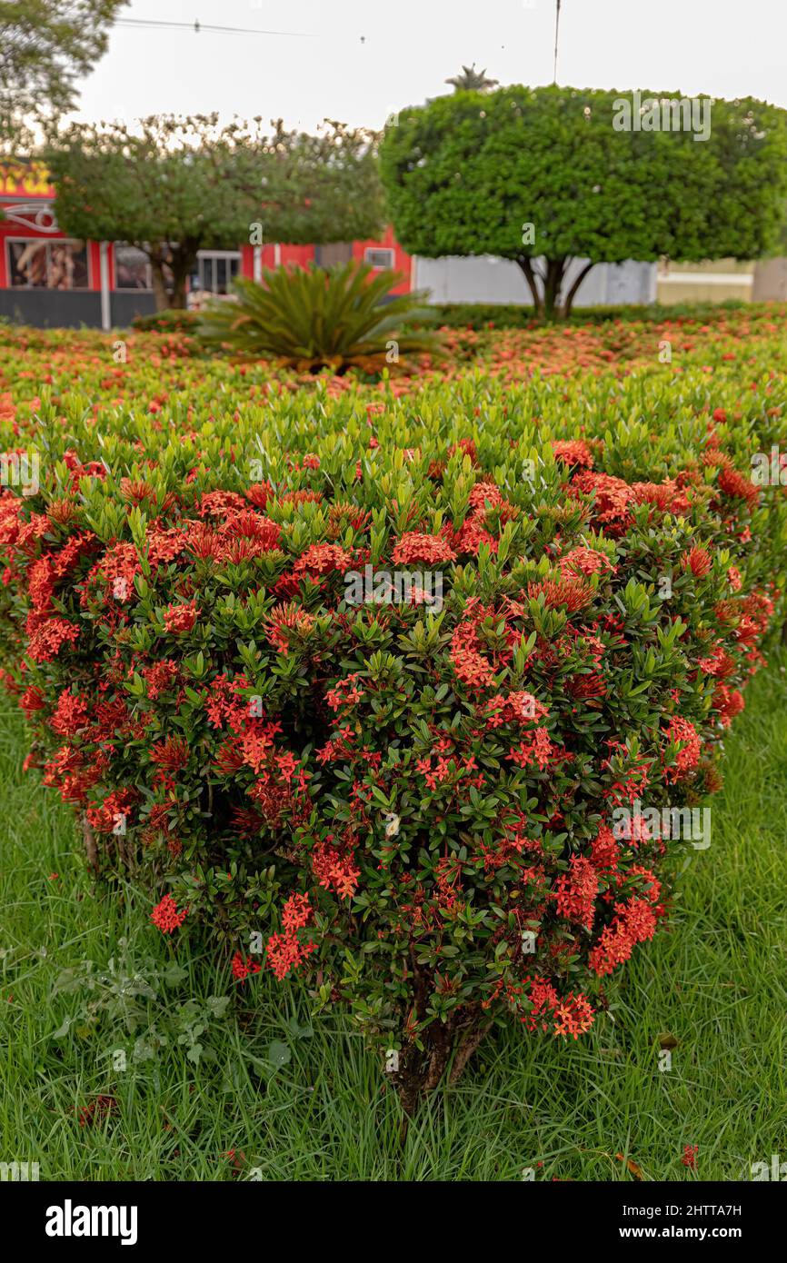 Chinese Ixora Plant Flower of the species Ixora chinensis Stock Photo ...