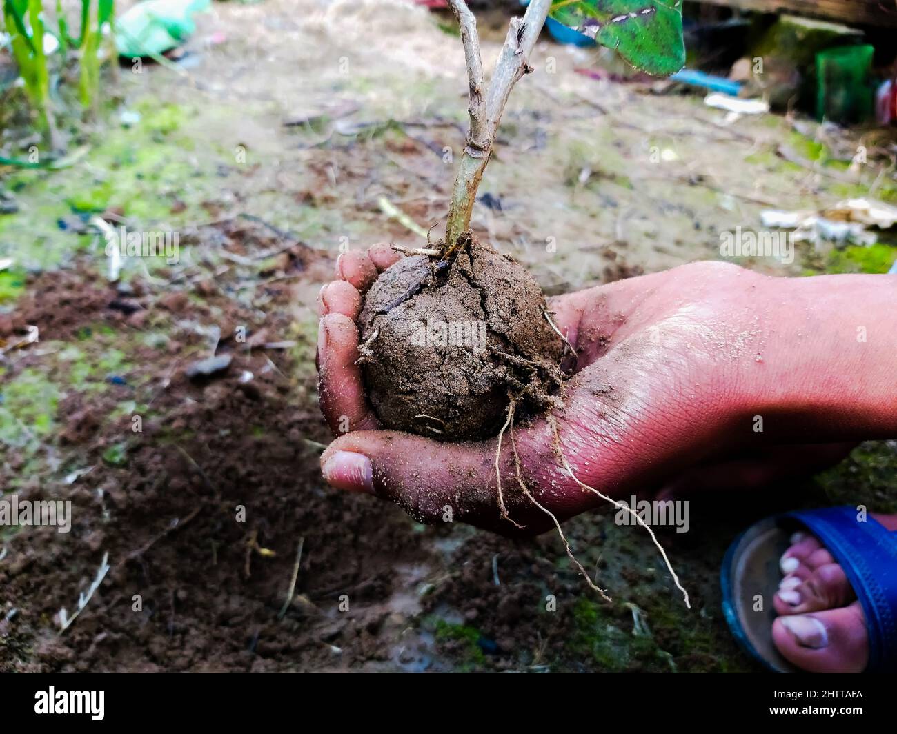 Tree planting forest hi-res stock photography and images - Alamy