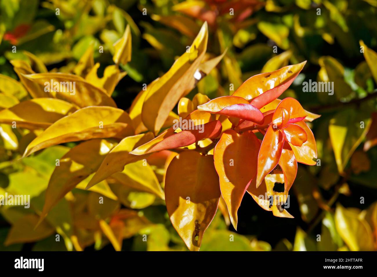 Blade-apple cactus leaves (pereskia aculeata godseffiana) on garden in ...