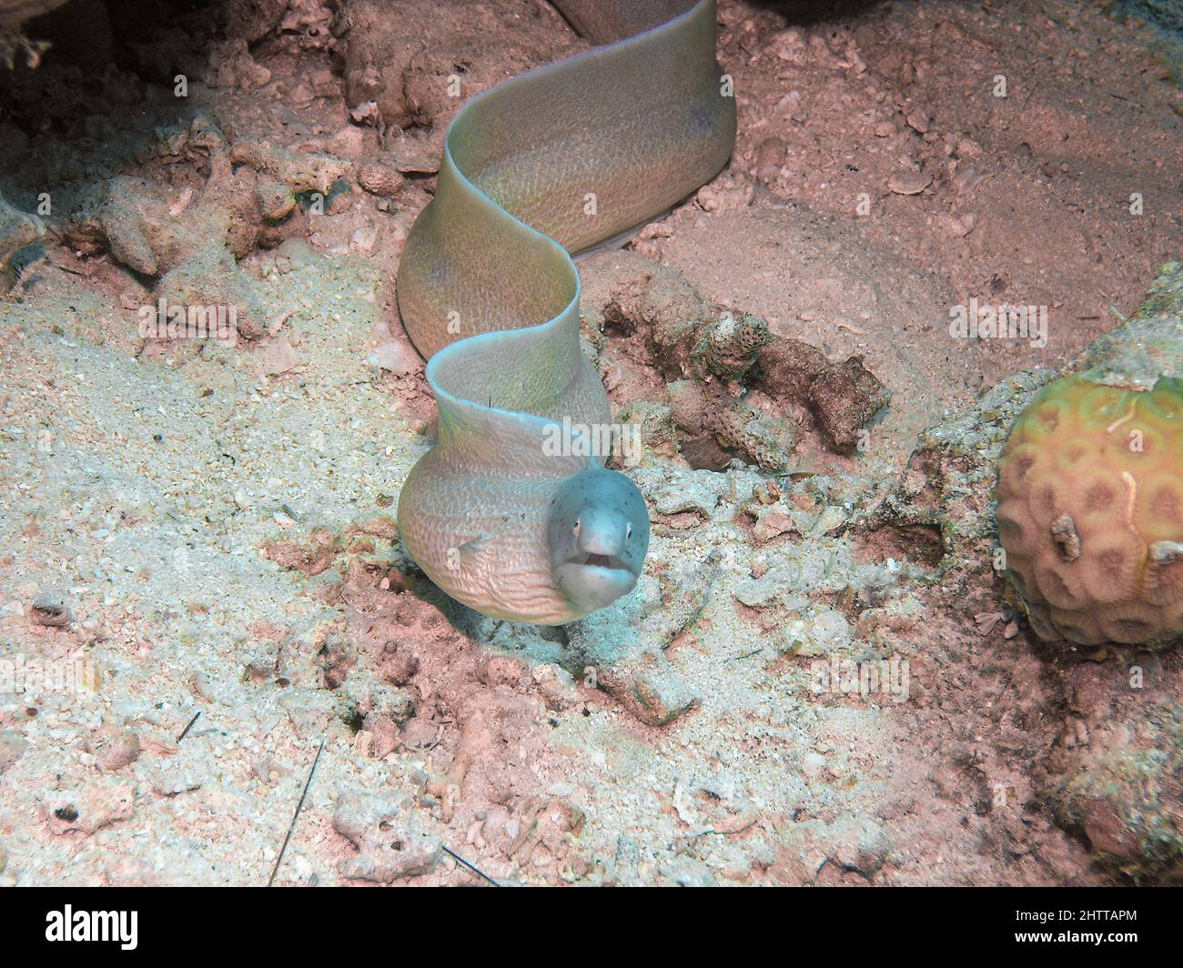 A Geometric Moray Eel (Gymnothorax griseus) in the Red Sea, Egypt Stock ...