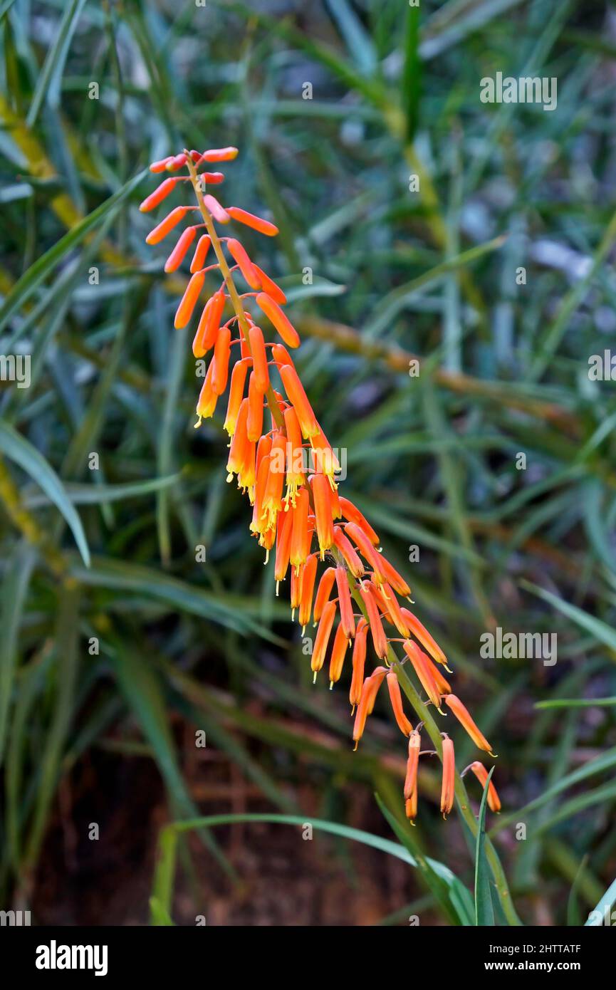 Orange bloom blooming succulent hi-res stock photography and images - Alamy
