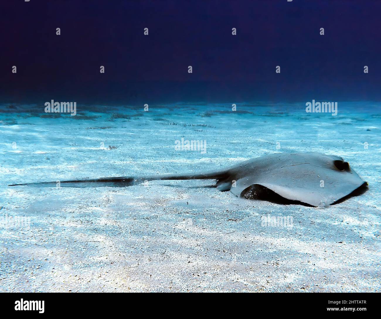A Cowtail Stingray (Pastinachus sephen) in the Red Sea, Egypt Stock ...