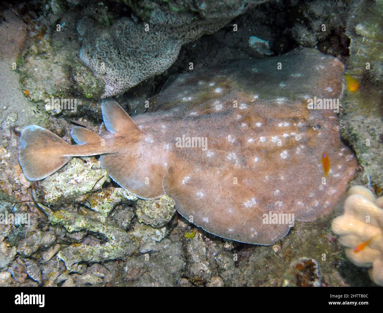 A Marbled Torpedo Ray (Torpedo marmorata) in the Red Sea, Egypt Stock ...