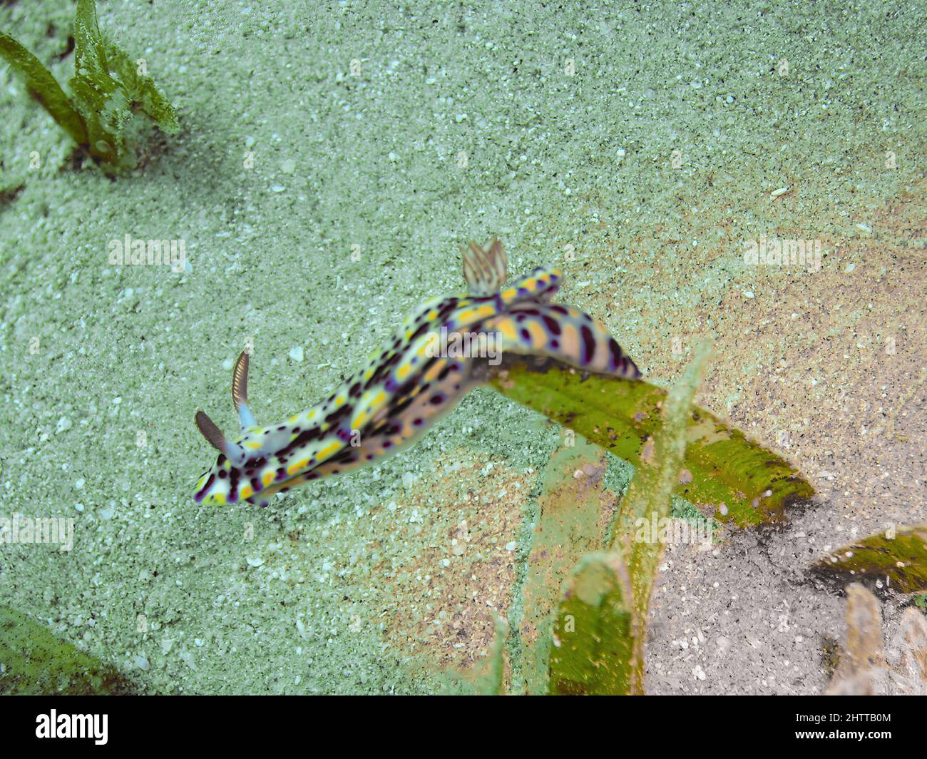 A Fire Hypselodoris (Hypselodoris infucata) in the Red Sea, Egypt Stock ...