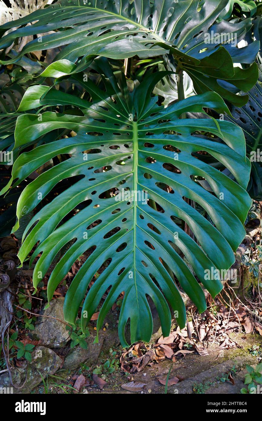 Swiss cheese plant leaf (Monstera deliciosa), Rio de Janeiro Stock ...