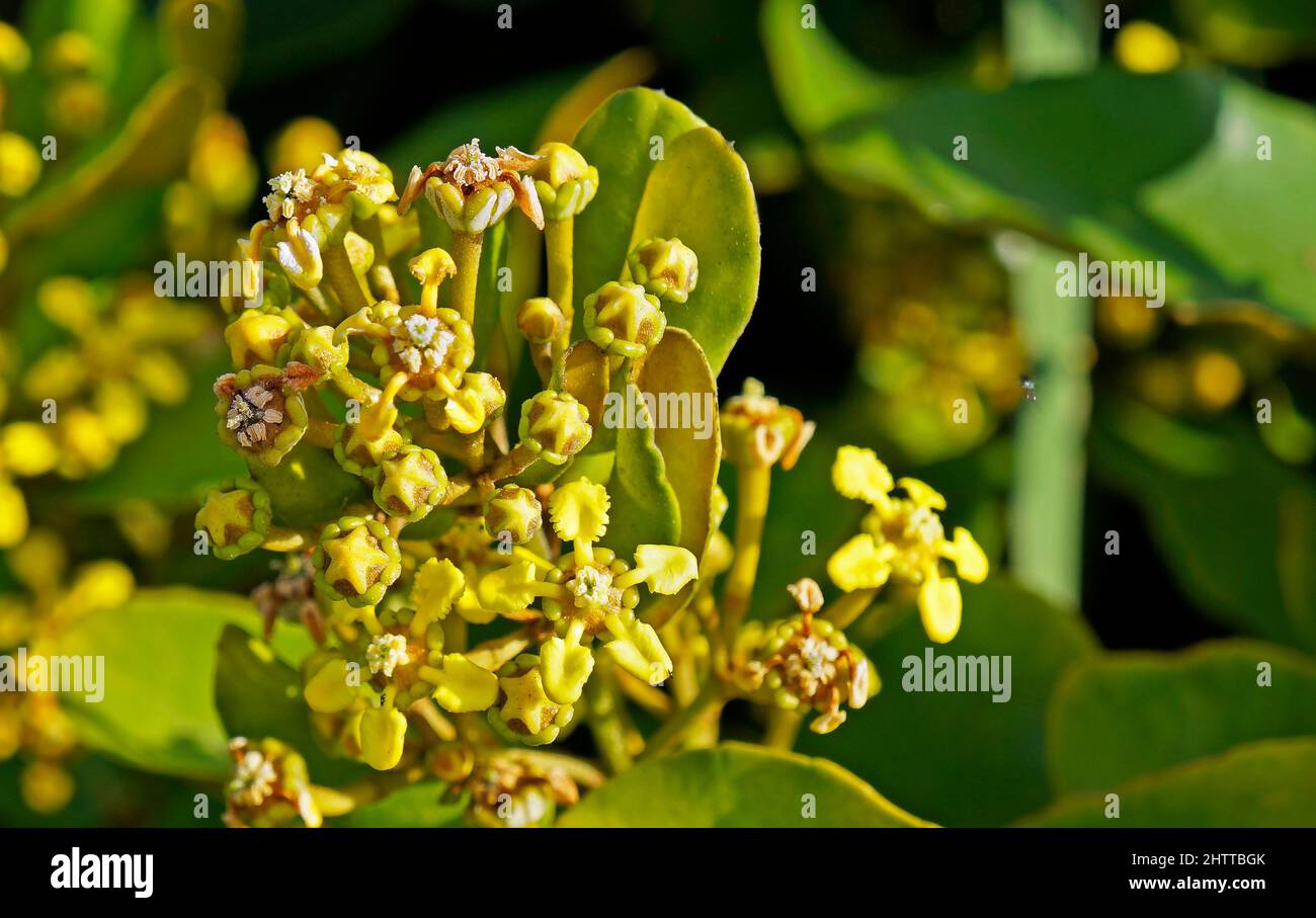 Spring brazil wild flowers hi-res stock photography and images - Alamy