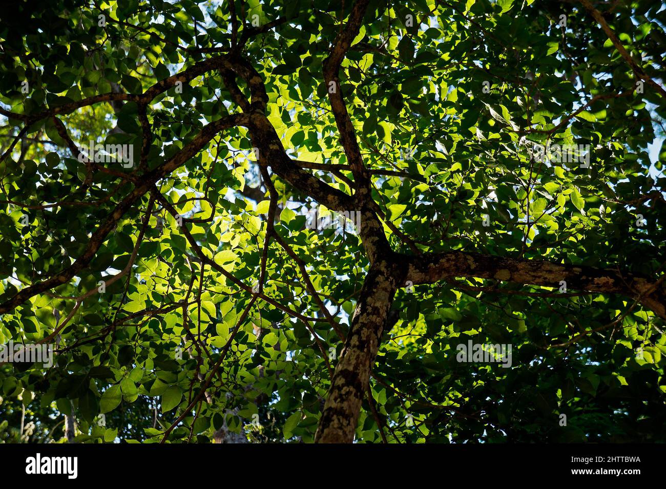 Rainforest background hi-res stock photography and images - Alamy