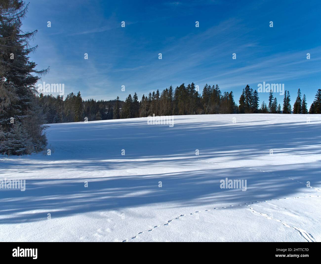 Trees spruce and horizon hi-res stock photography and images - Alamy