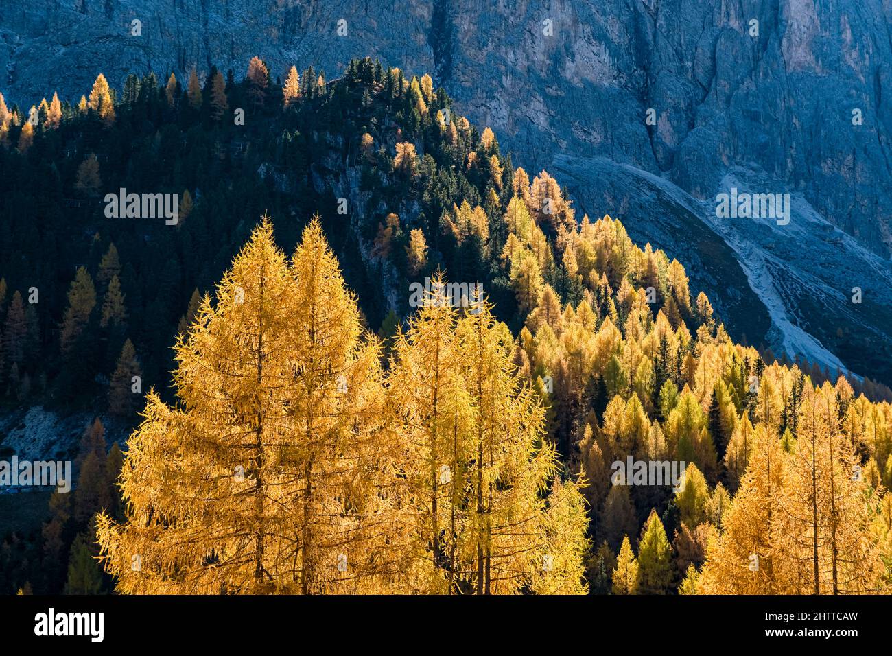 Colorful larches and pine trees in the valley Val Gardena in autumn ...