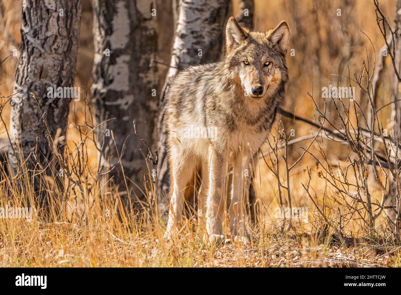 Gray wolf yellowstone hi-res stock photography and images - Alamy
