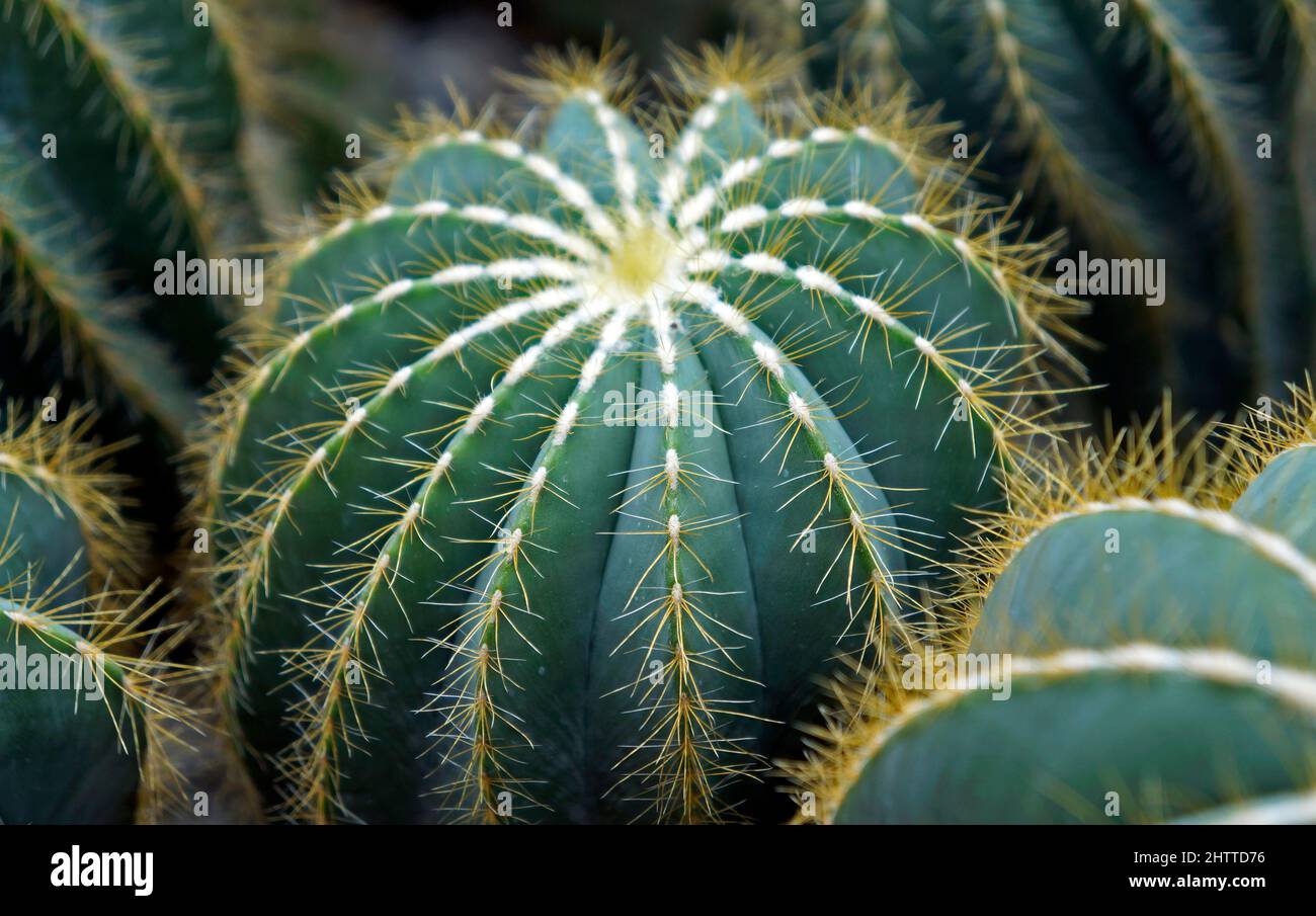 Desert spines hi-res stock photography and images - Alamy