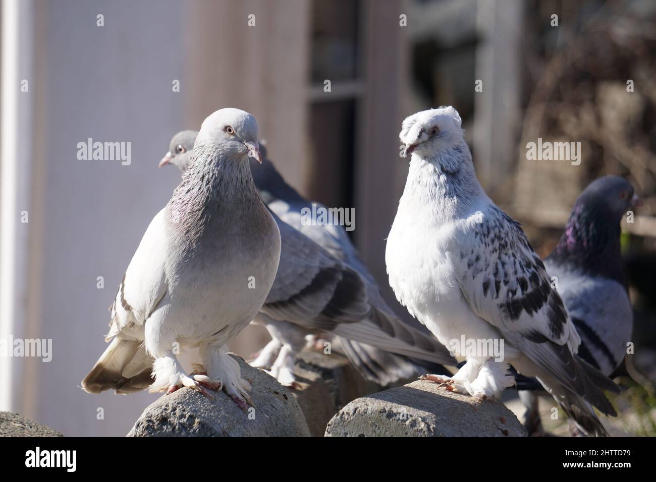 White doves religious hi-res stock photography and images - Alamy