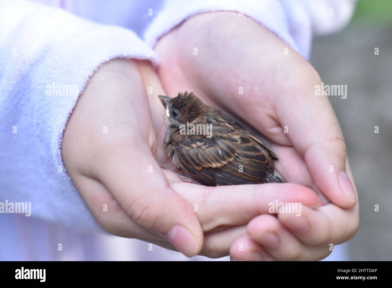 a Close up of hands holding baby Eurasian tree sparrow Stock Photo - Alamy