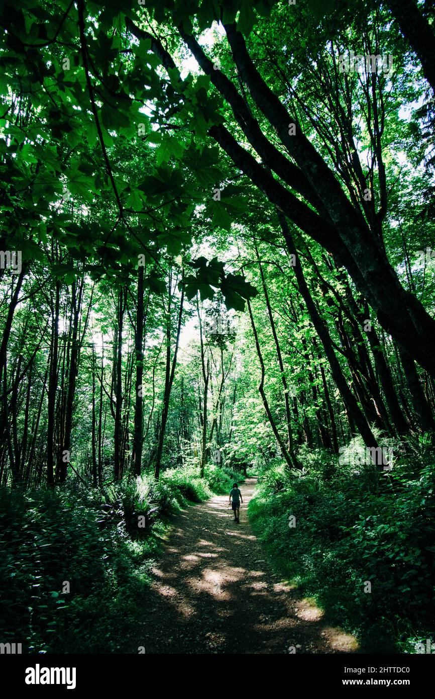 Vertical shot of a man walking down overgrown trail on a shady day ...