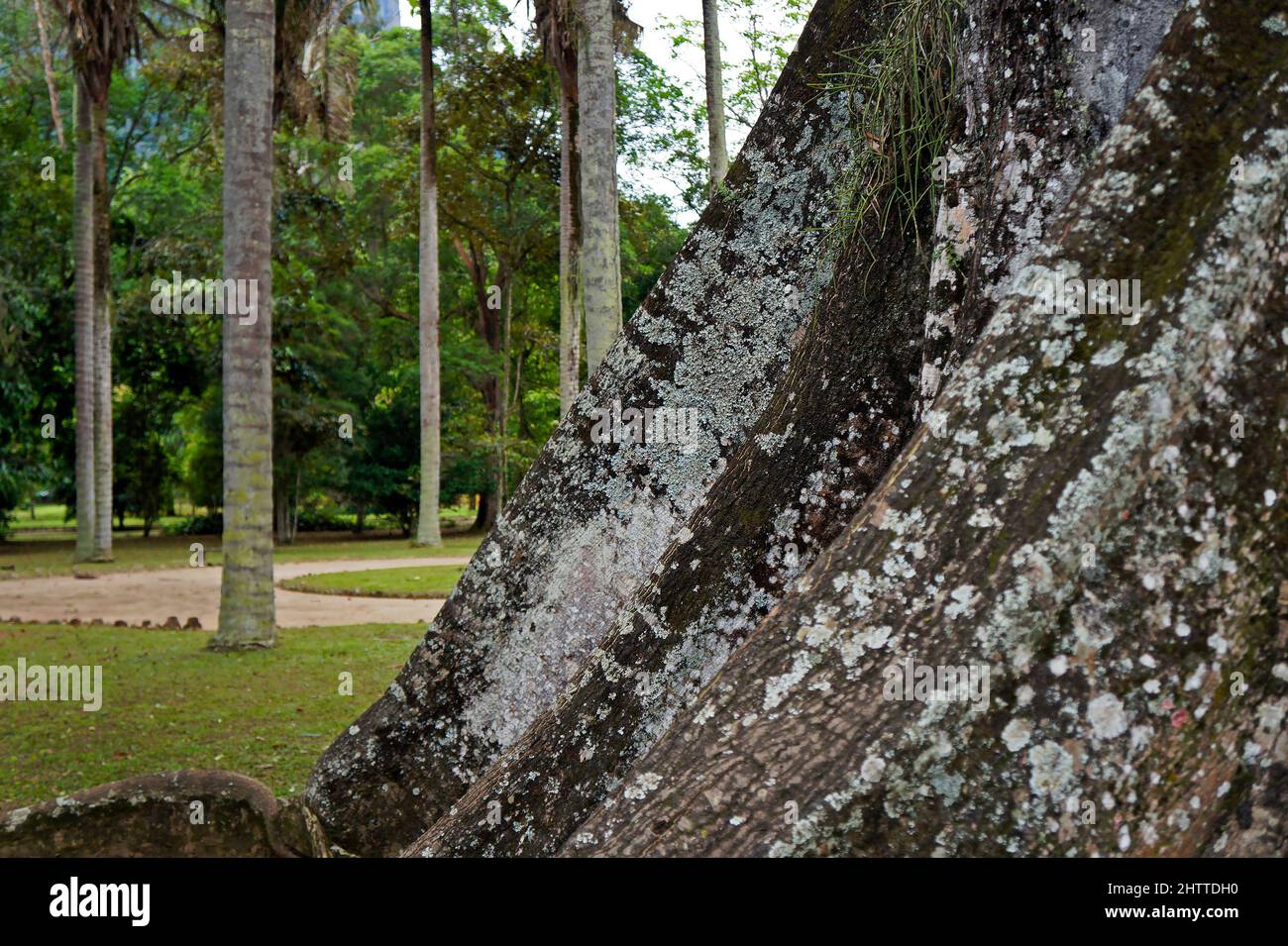 Kapok tree roots hi-res stock photography and images - Alamy