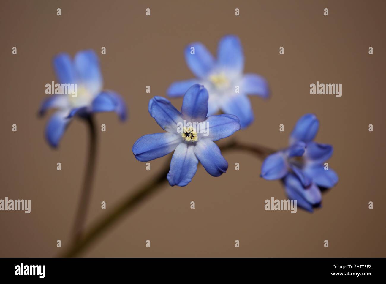 Blue flower blossom close up botanical background Scilla luciliae Speta ...