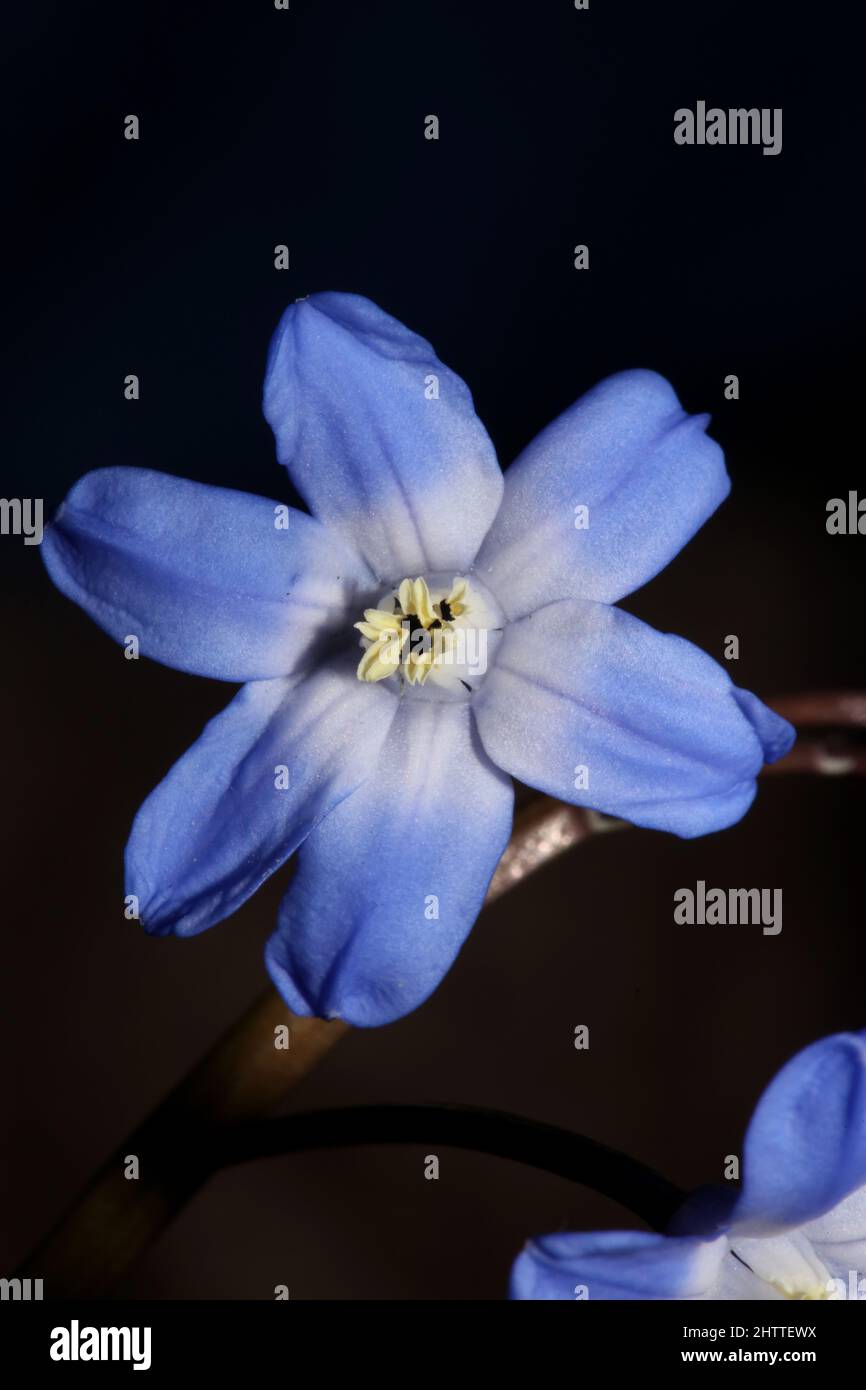 Blue flower blossom close up botanical background Scilla luciliae Speta ...