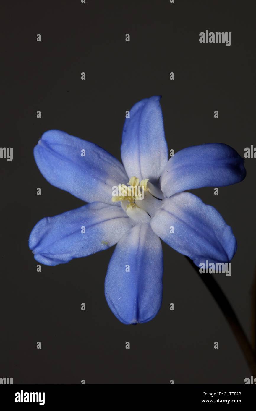Blue flower blossom close up botanical background Scilla luciliae Speta ...