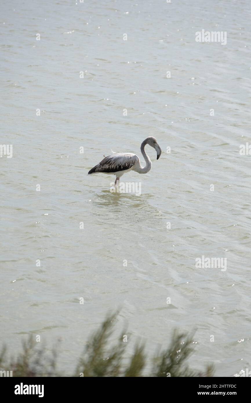 flamingo at the Costa Calida of Spain in the area of San Javier just ...