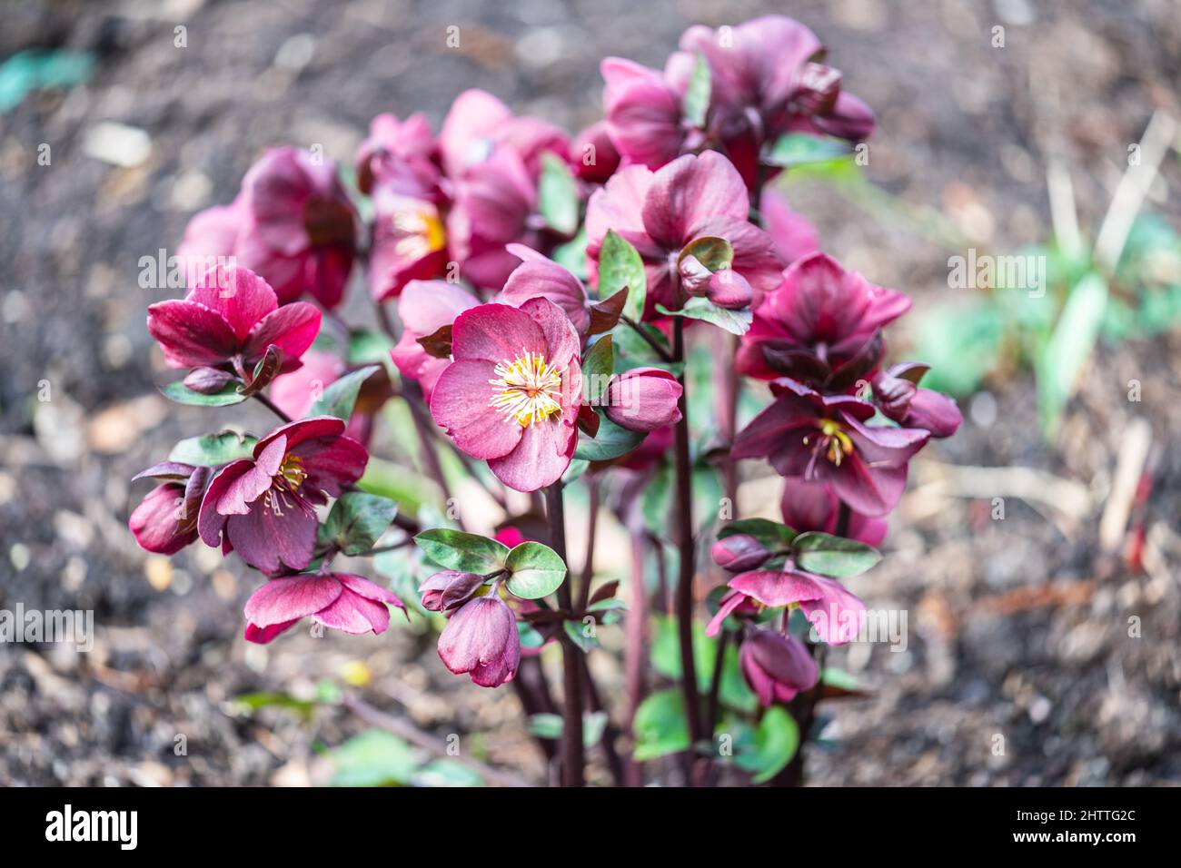 Maroon hellebore, lenten rose, Helleborus Merlin, blooming in a garden ...