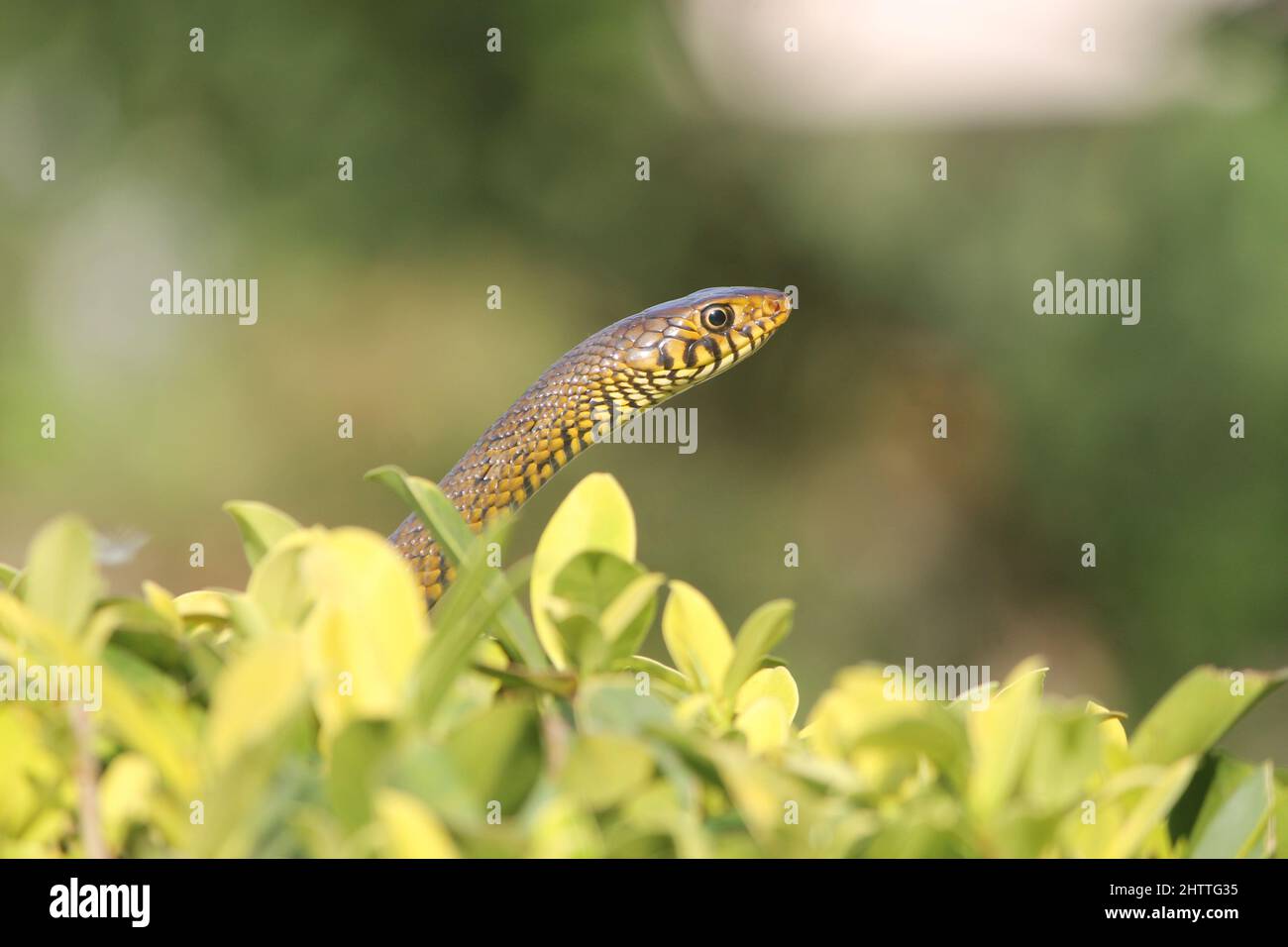 Close up shot of ptyas mucosa snake in forest Stock Photo - Alamy