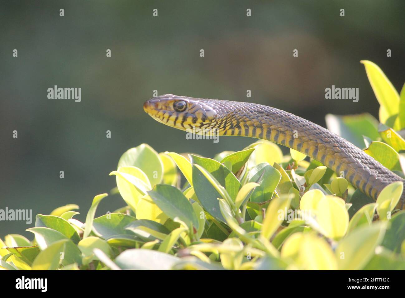 Ptyas mucosa hi-res stock photography and images - Alamy