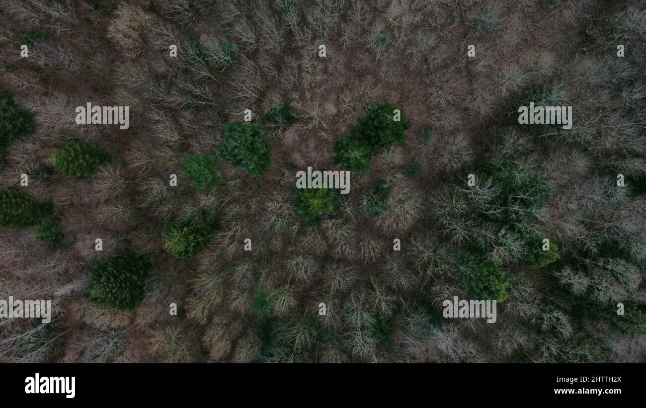 Aerial view of a forest in Denmark Stock Photo - Alamy