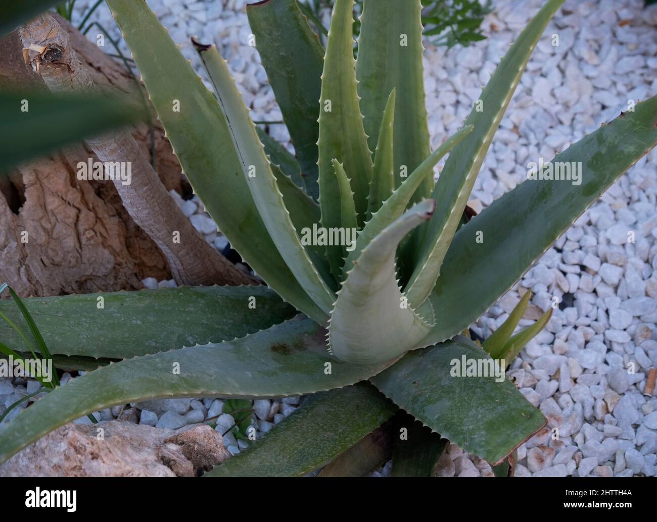 Big aloe vera plant,Spain Stock Photo - Alamy