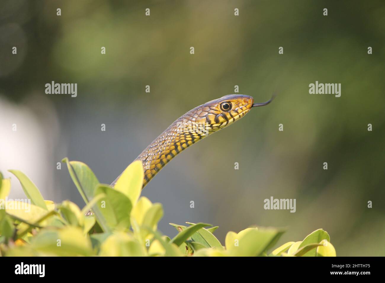 Close up shot of ptyas mucosa snake in forest Stock Photo - Alamy