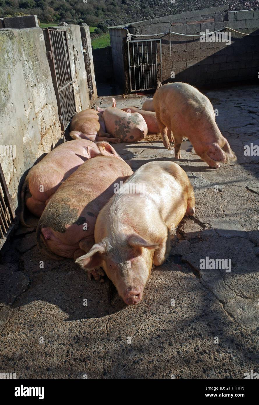 Swine breeding hi-res stock photography and images - Alamy
