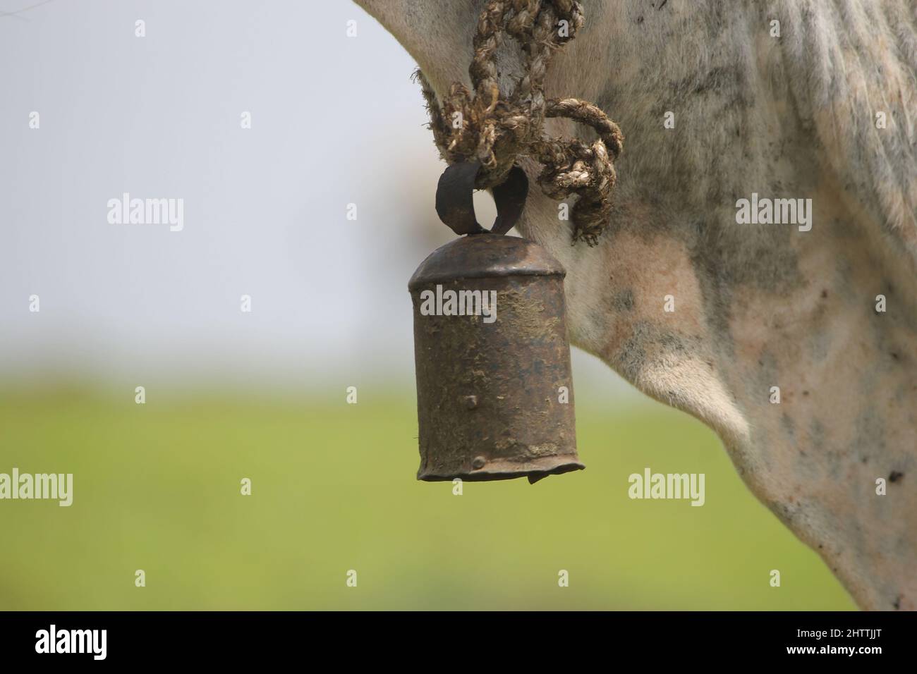 Close up shot of the bell of cow's neck Stock Photo - Alamy