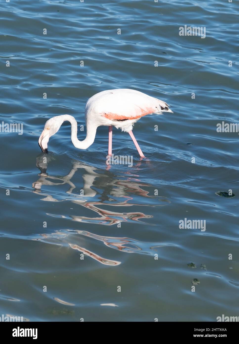 flamingo at the Costa Calida of Spain in the area of San Javier just ...
